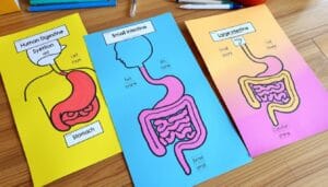 Interactive Gut Health Acitvity: Fun Ways To Learn About Your Digestive ...