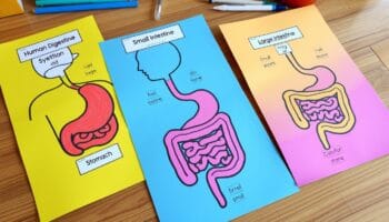 Interactive Gut Health Acitvity: Fun Ways To Learn About Your Digestive ...